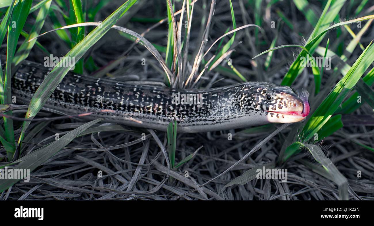Eastern glass lizard ophisaurus ventralis hi-res stock photography and ...