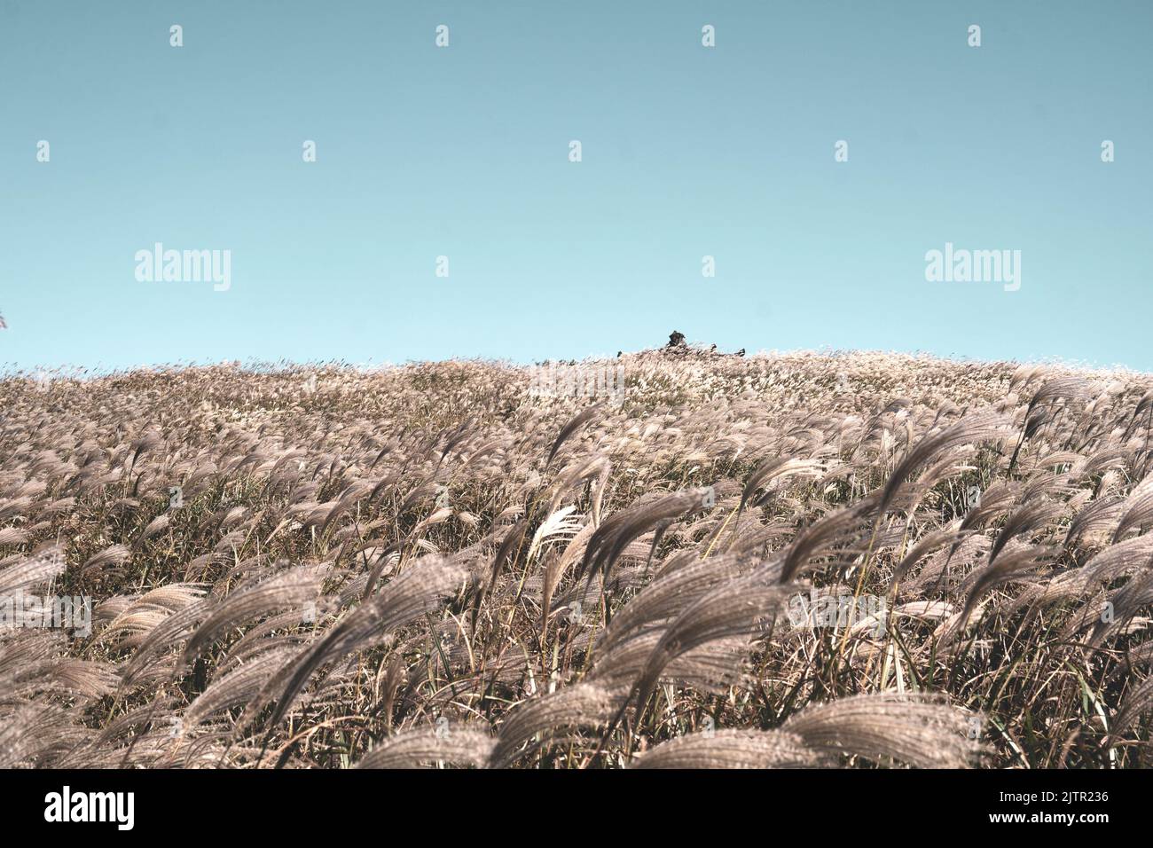 The Autumn Scenery of Mountain Gumburi in Jeju Island, Korea Stock ...