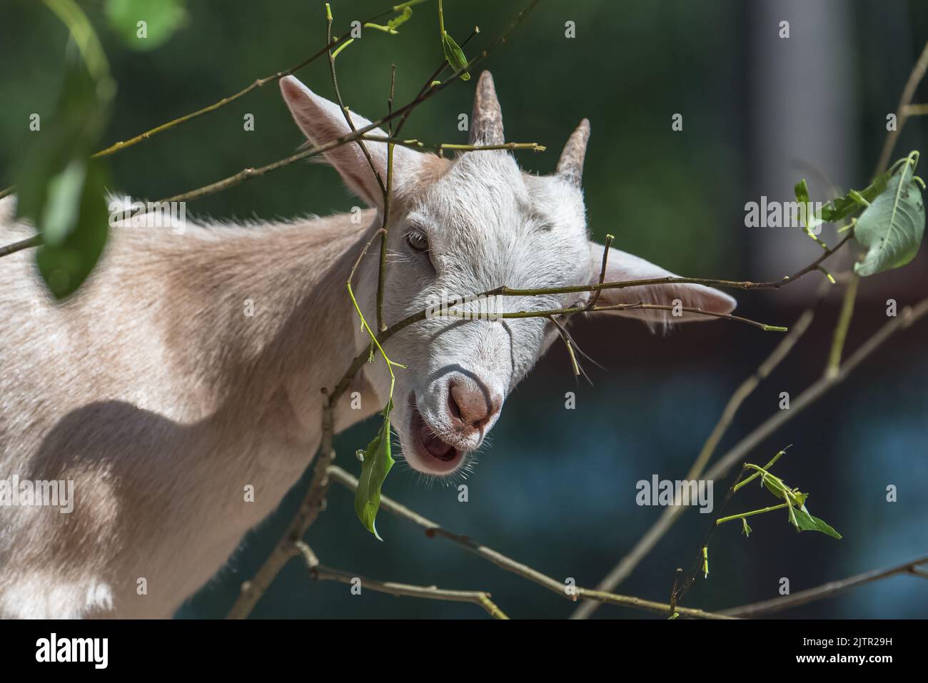 Baby goat eating leaves hi-res stock photography and images - Alamy