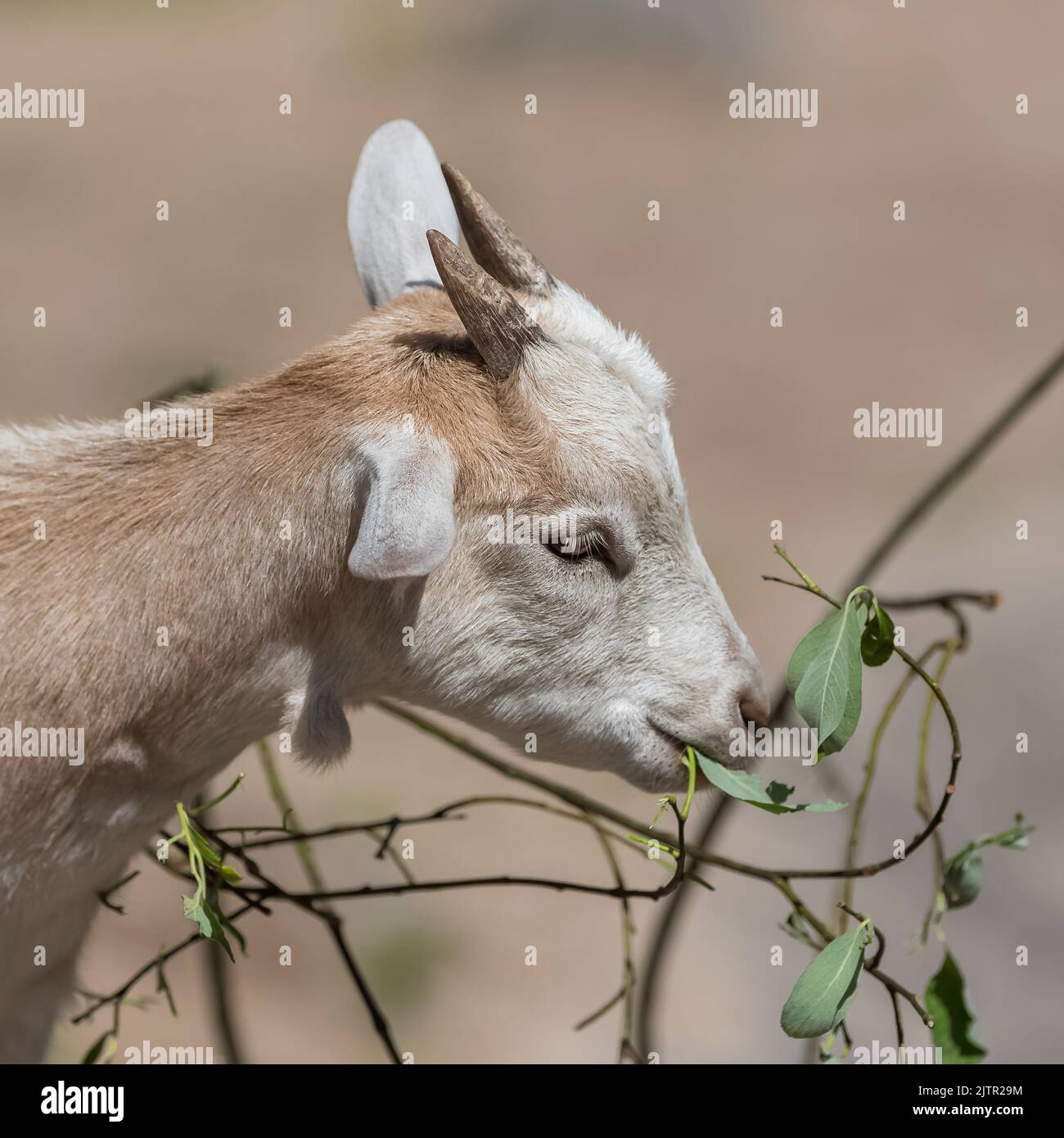 Baby goat eating leaves hi-res stock photography and images - Alamy