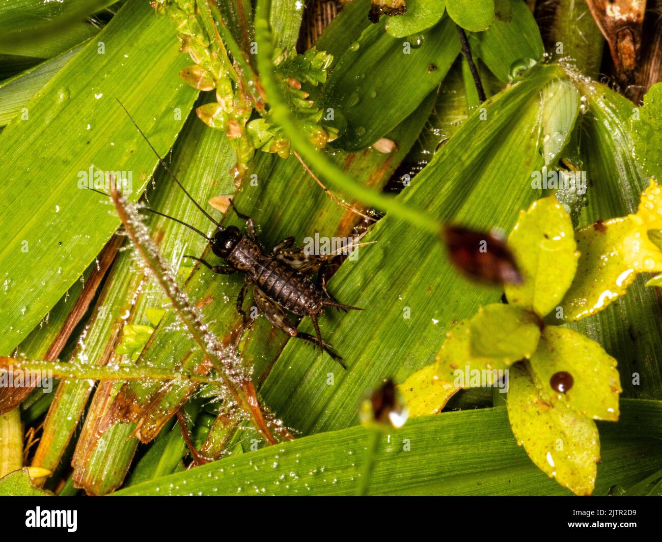 Spider crickets hi-res stock photography and images - Alamy
