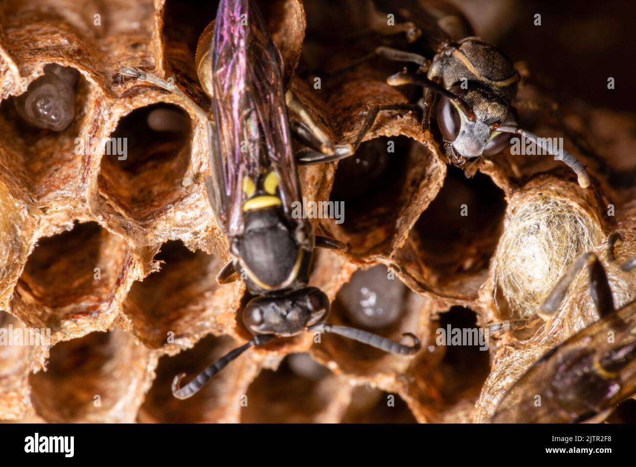 Bee nest brazil hi-res stock photography and images - Alamy