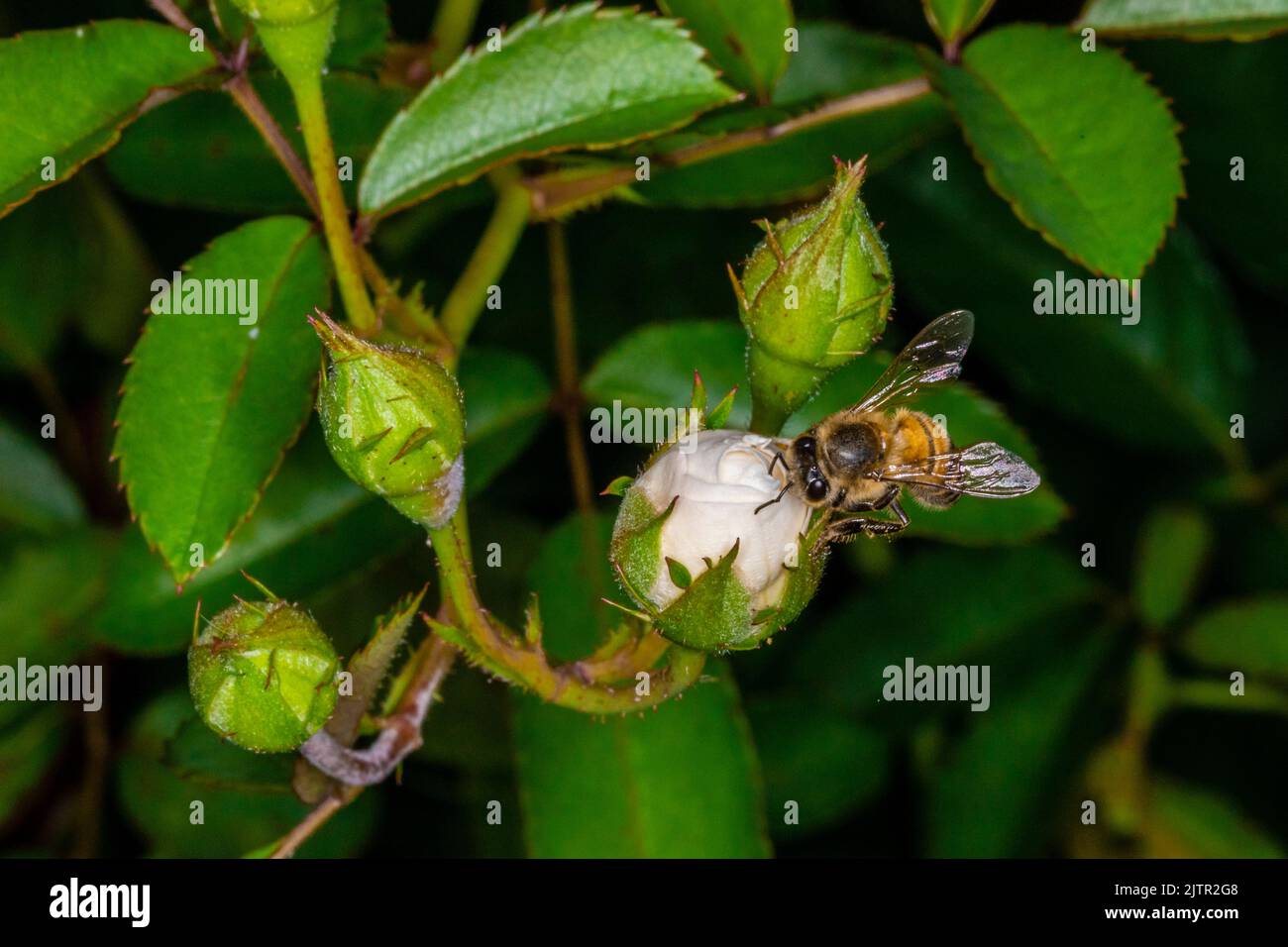Bee europe (Apis mellifera) on Rosebud Stock Photo - Alamy