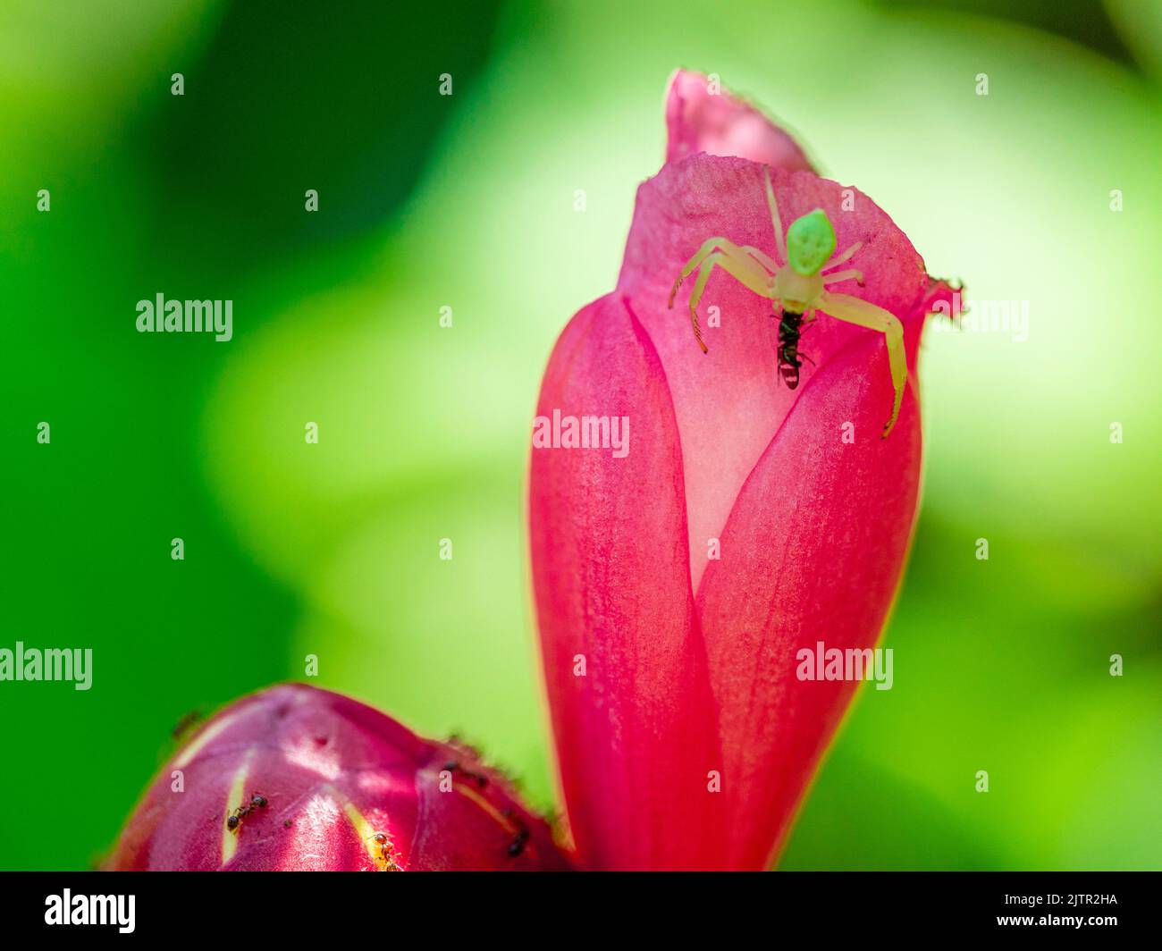 Macro photography of spider eating a fly Stock Photo - Alamy