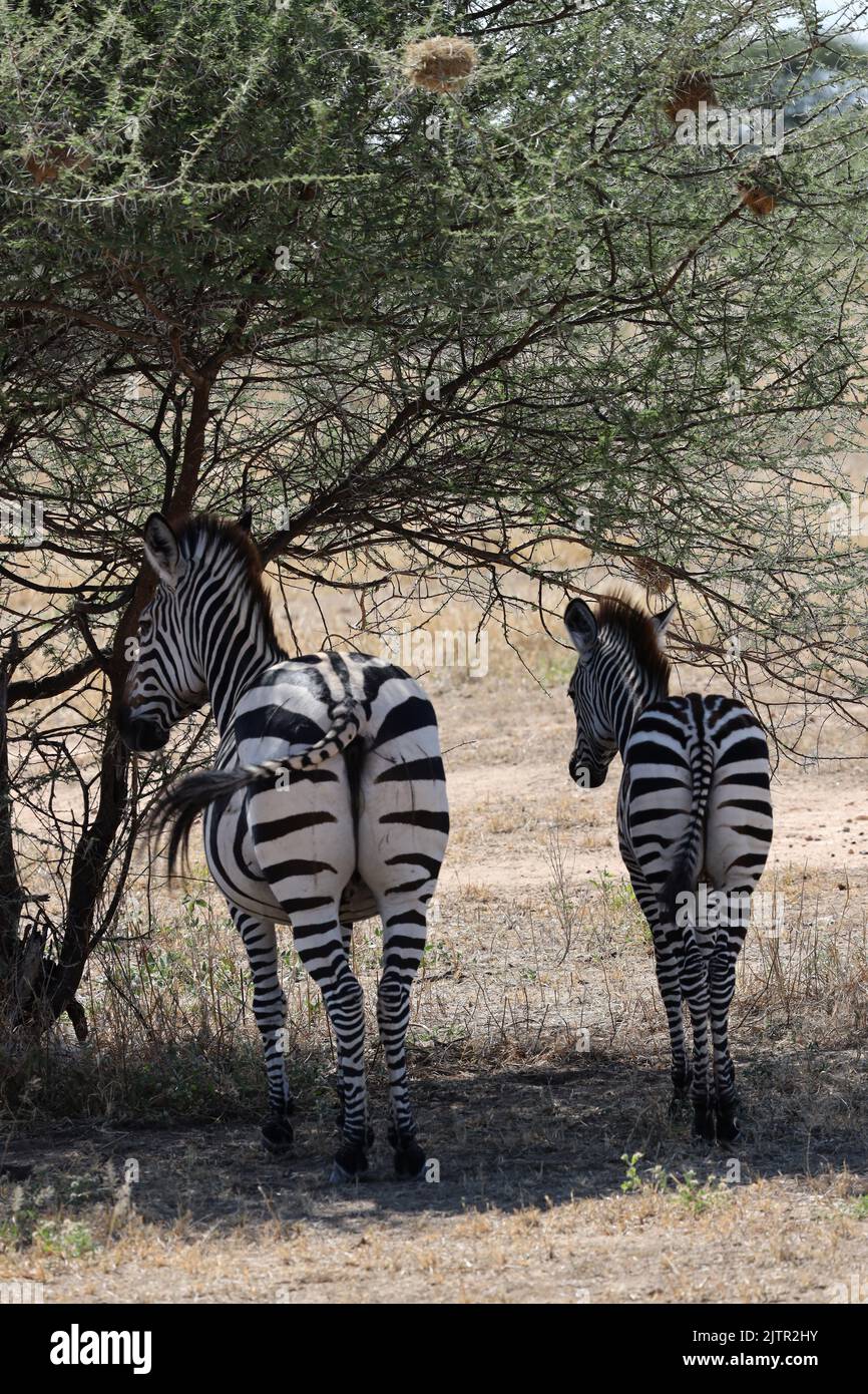 Zebra unique stripe pattern young hi-res stock photography and images ...