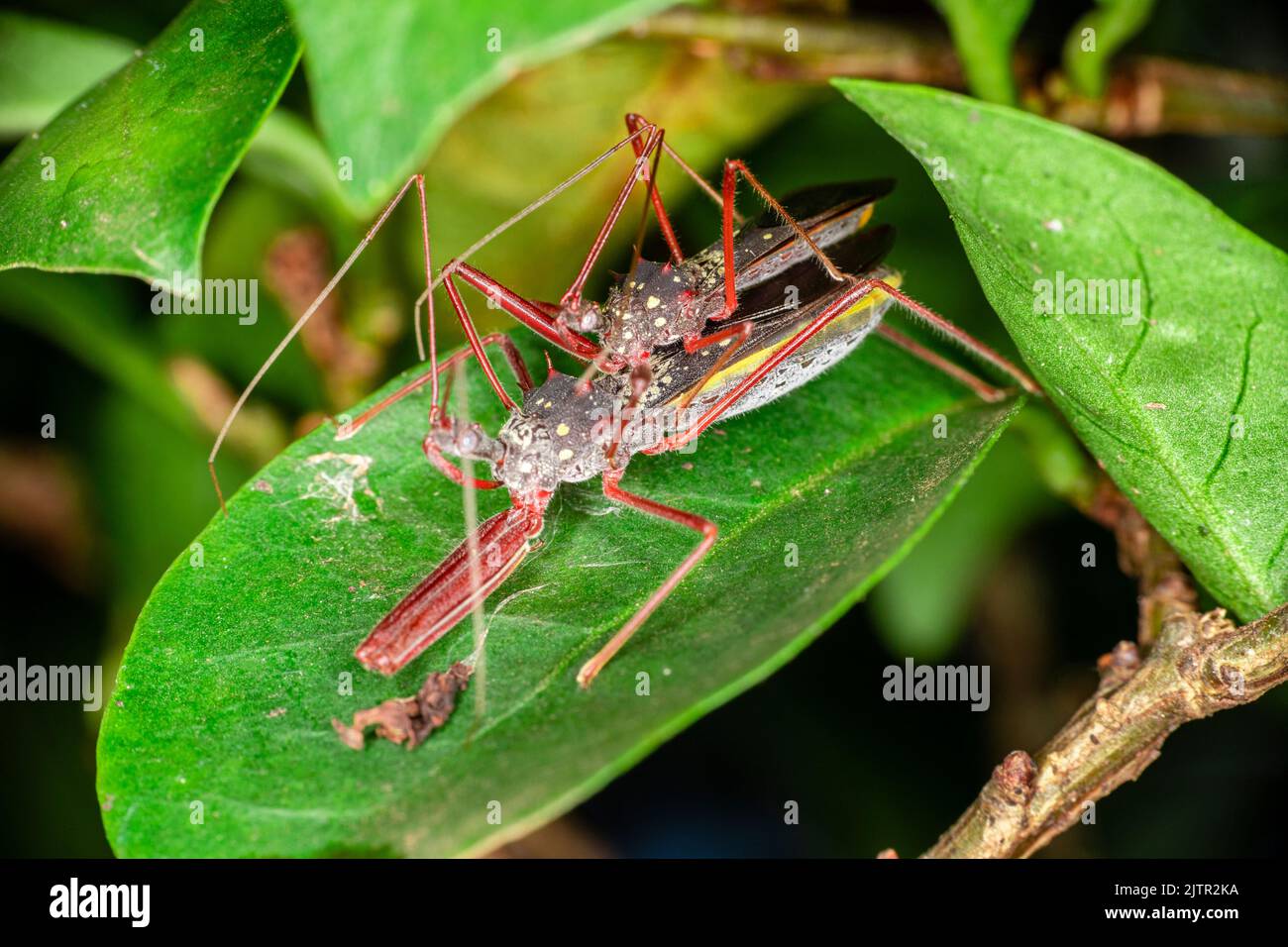 Macro photography of small insects Stock Photo - Alamy