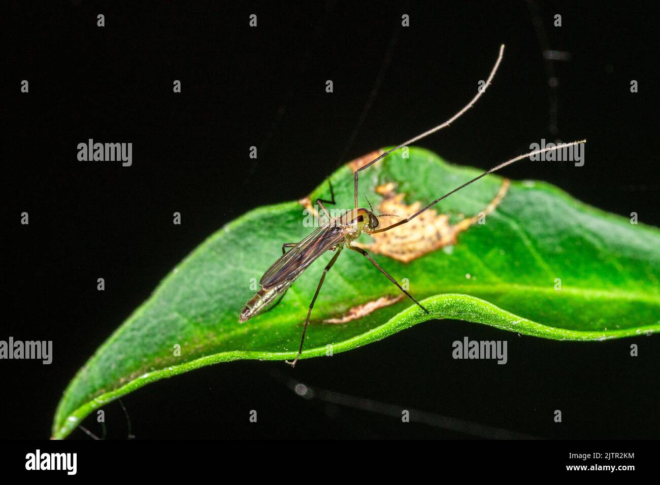 Female photograph of a male mosquito Stock Photo - Alamy