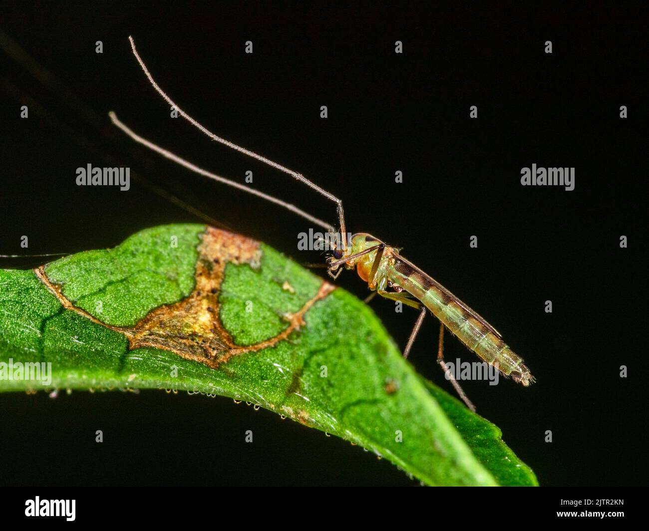 Female photograph of a male mosquito Stock Photo - Alamy