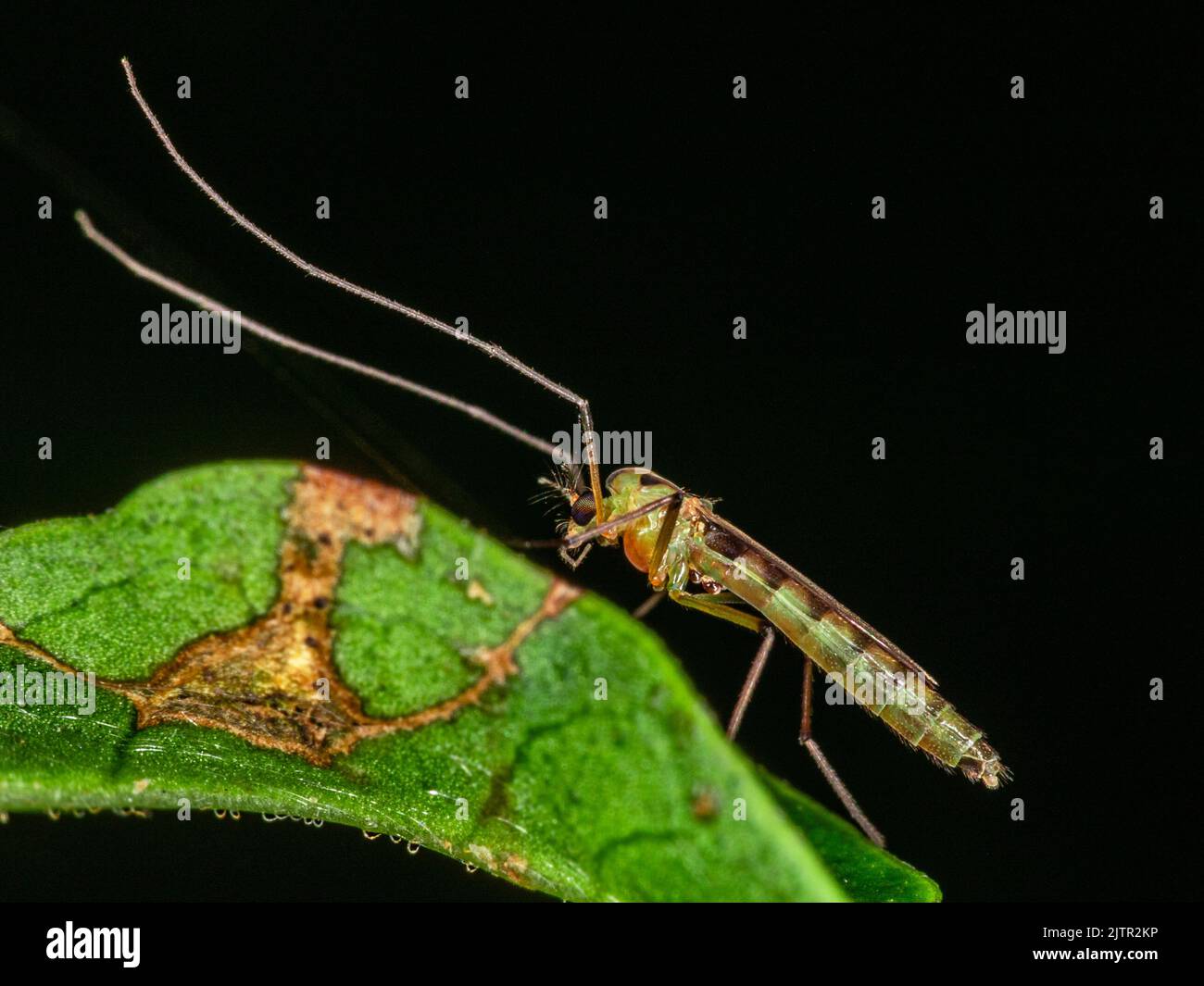 Female photograph of a male mosquito Stock Photo - Alamy