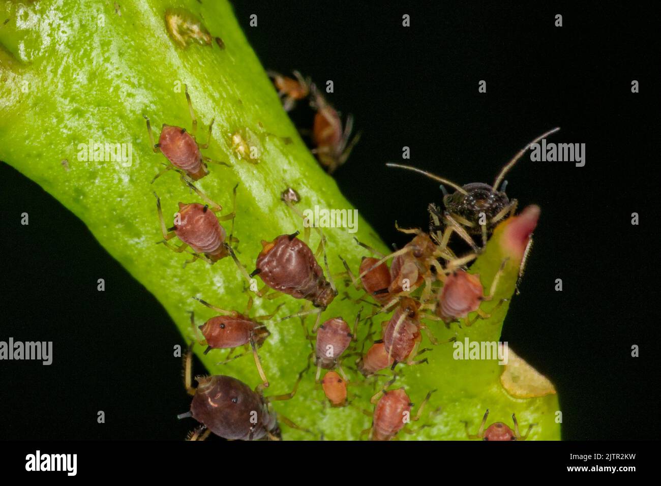 Aphids or plant lice are tiny insects that feed on plant sap, the ...