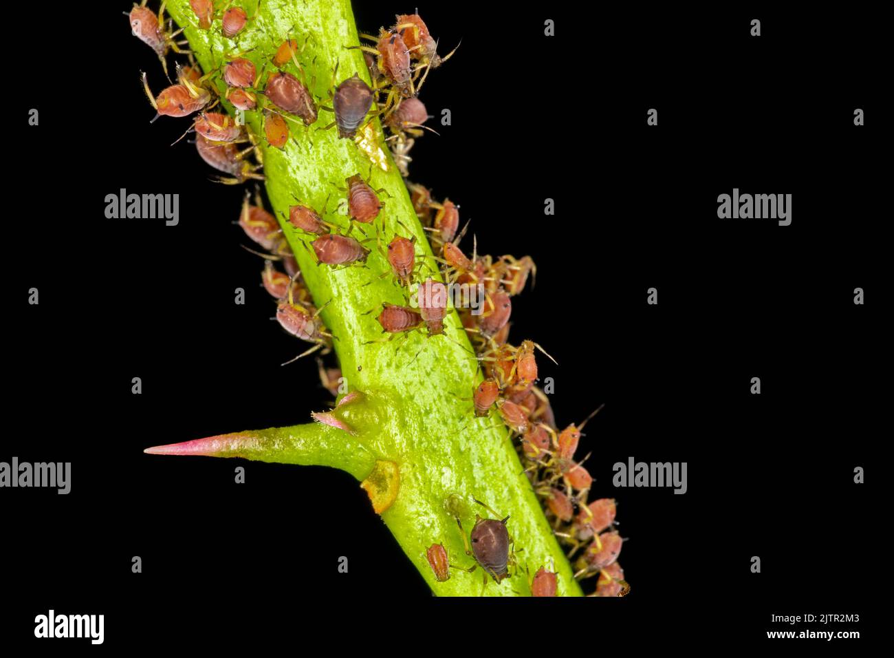 Aphids or plant lice are tiny insects that feed on plant sap, the ...