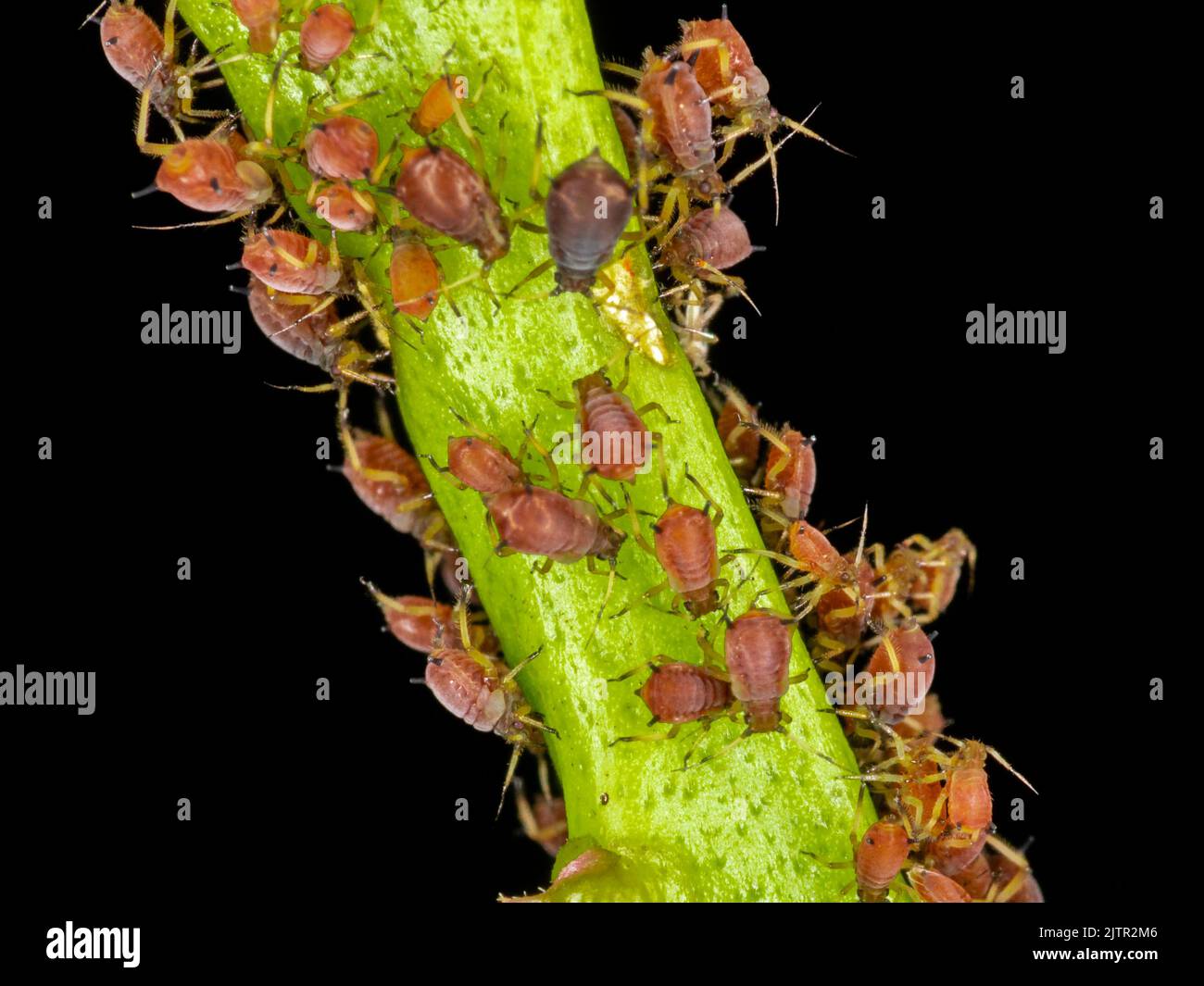 Aphids or plant lice are tiny insects that feed on plant sap, the ...