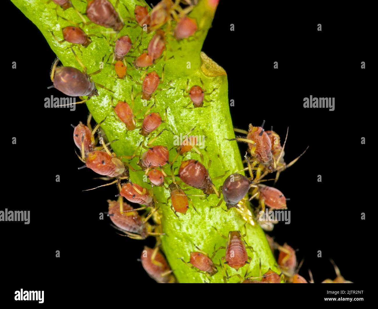 Aphids or plant lice are tiny insects that feed on plant sap, the ...