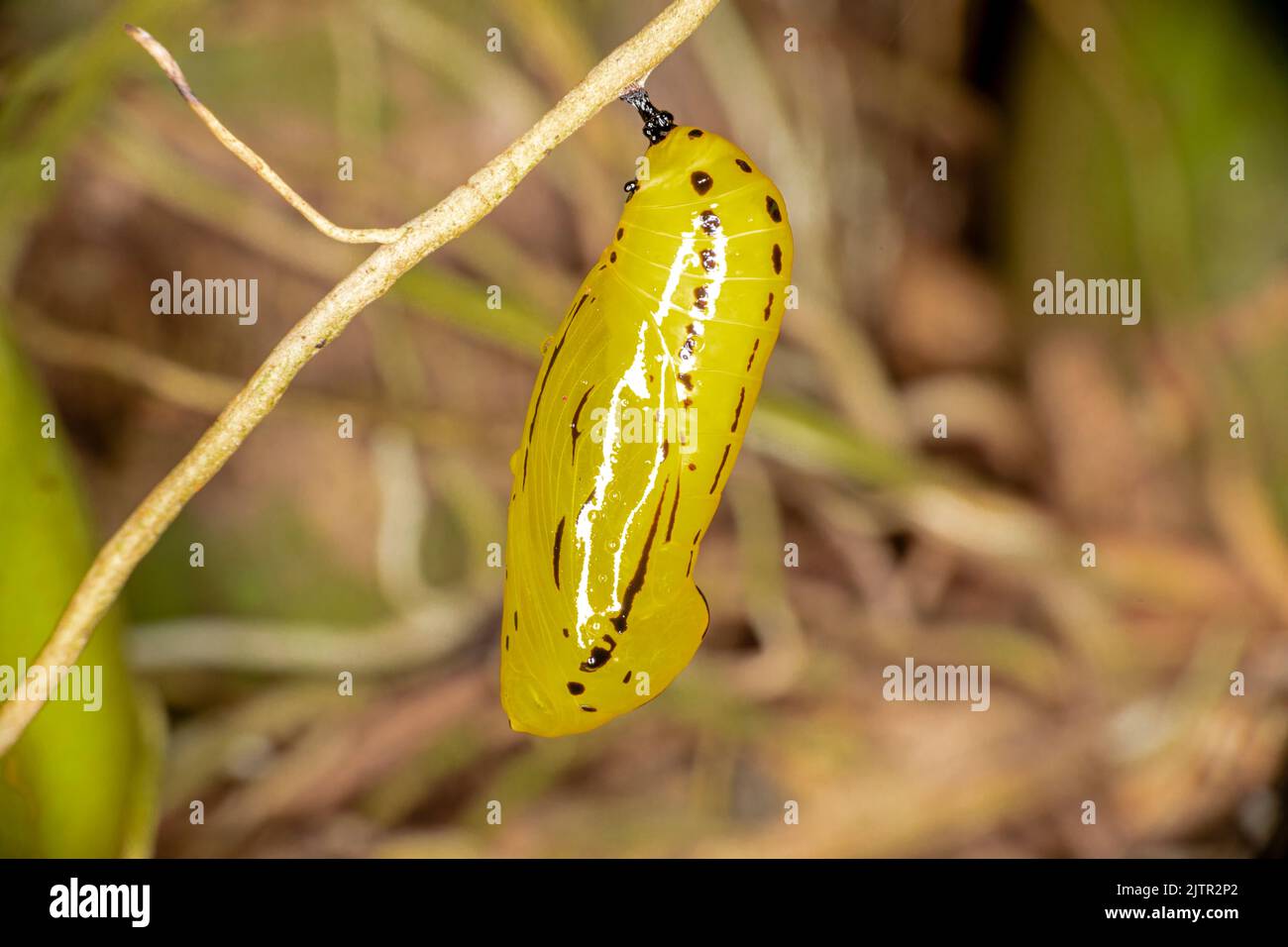Caterpillar change to butterflies cocoon hi-res stock photography and ...