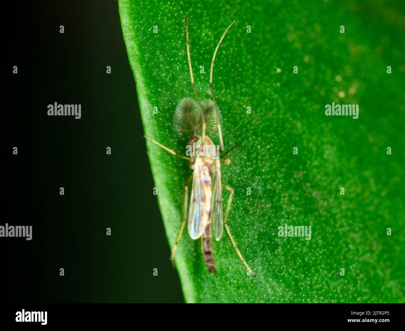 Male photograph of a male mosquito Stock Photo - Alamy
