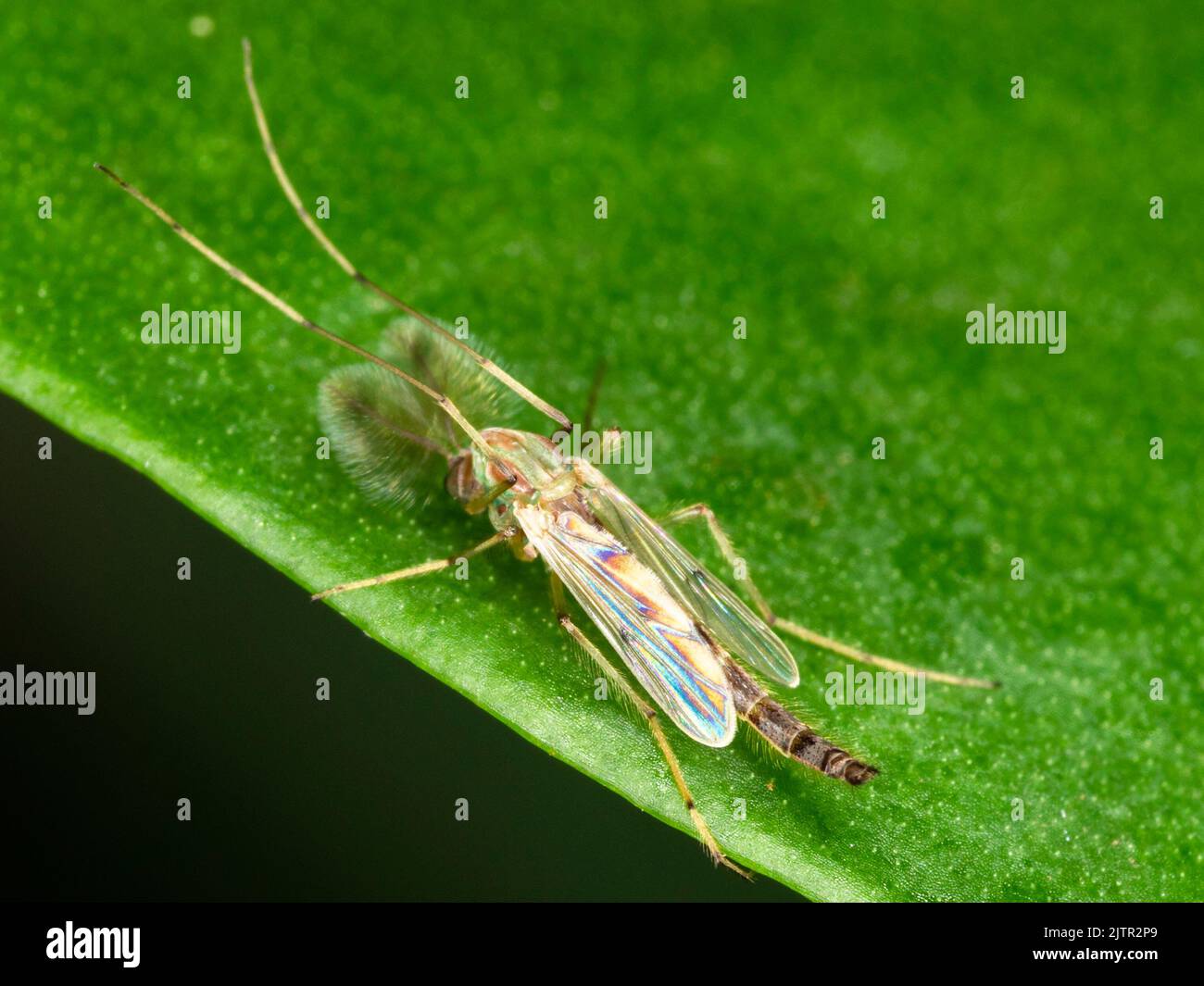 Male photograph of a male mosquito Stock Photo - Alamy