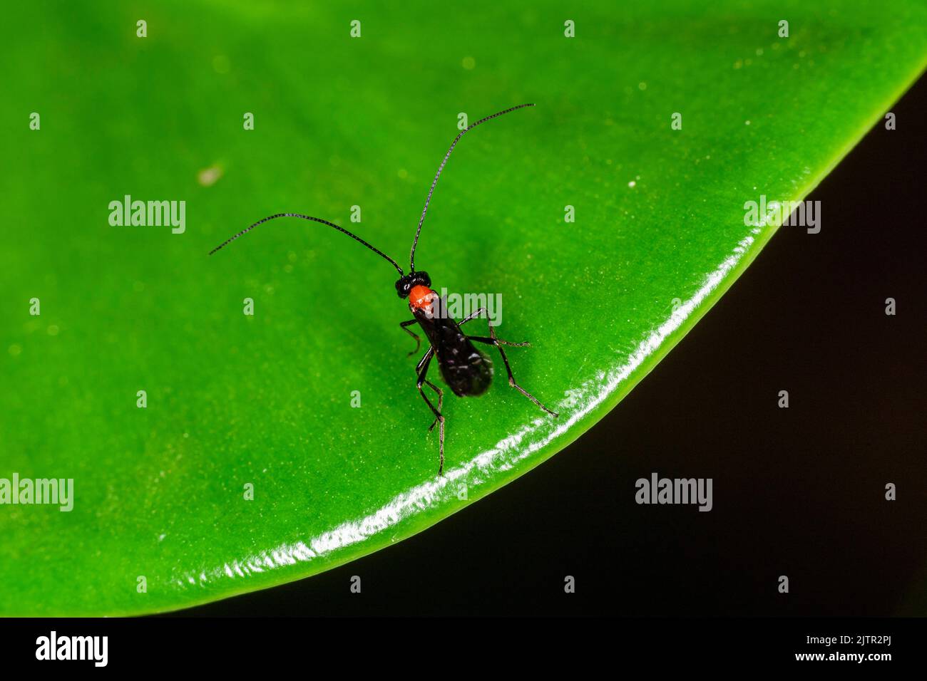 Macro photography of small insects Stock Photo - Alamy