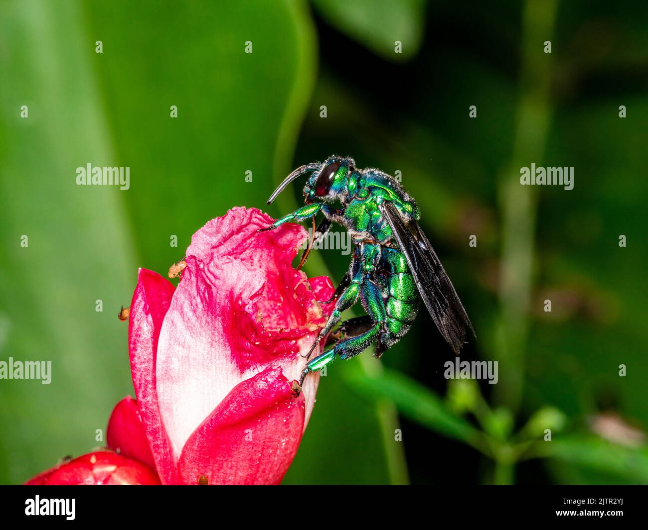 Colorful orchid bee or Exaerete on a red tropical flower. Amazing ...