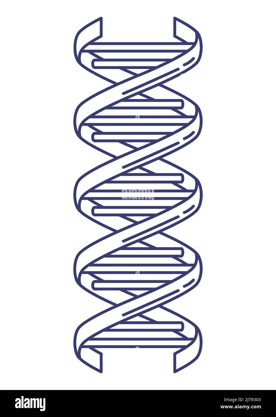 Dna replication model Cut Out Stock Images & Pictures - Alamy