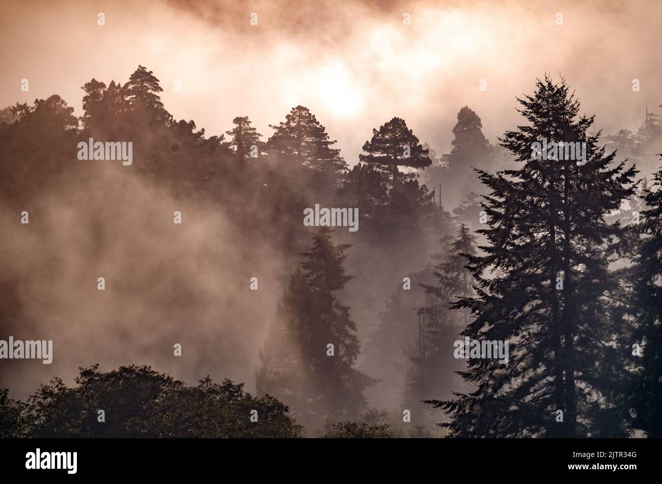 Coastal forests around Bandon, Oregon are usually shrouded in misty fog ...