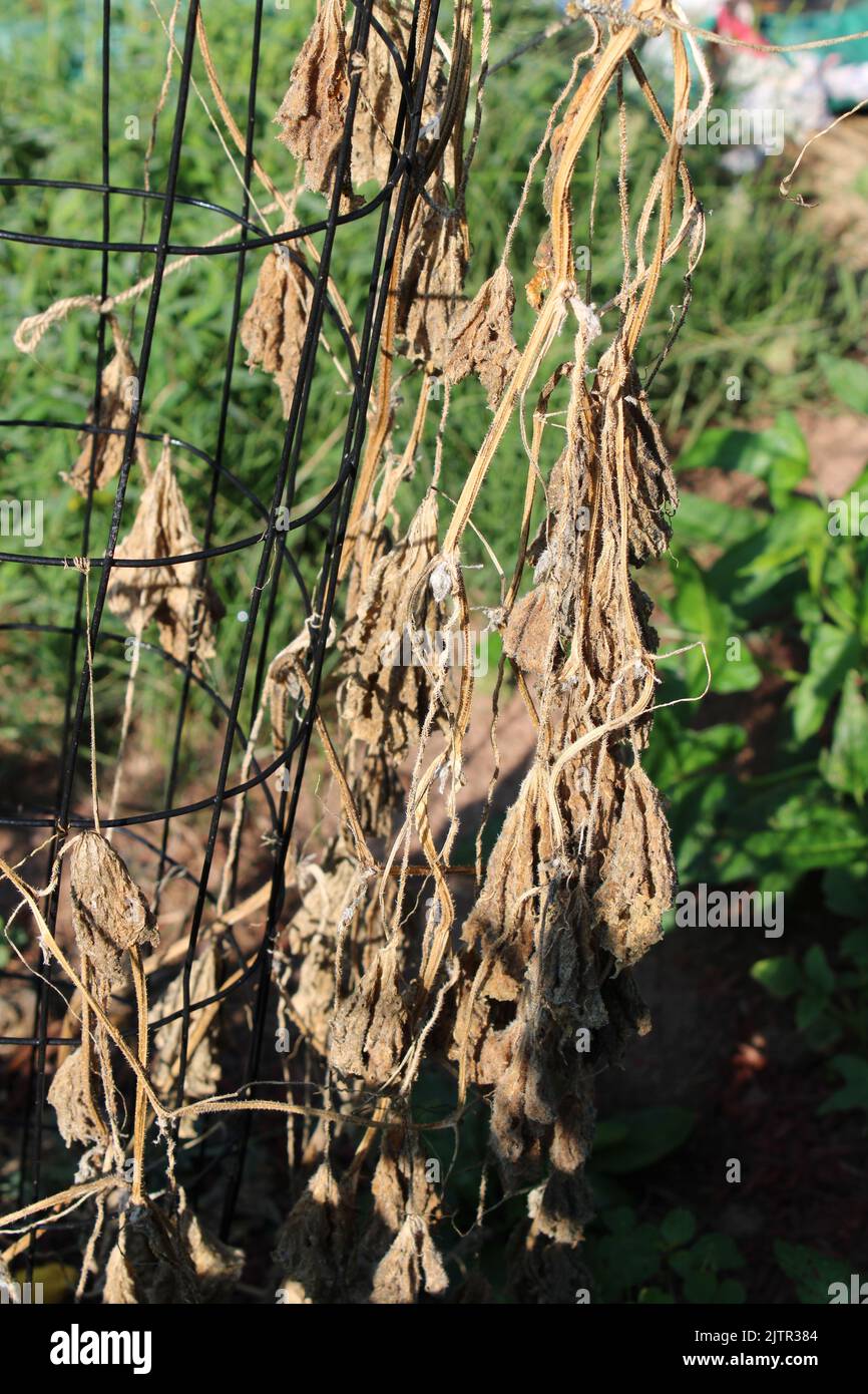 Old cucumber hi-res stock photography and images - Alamy