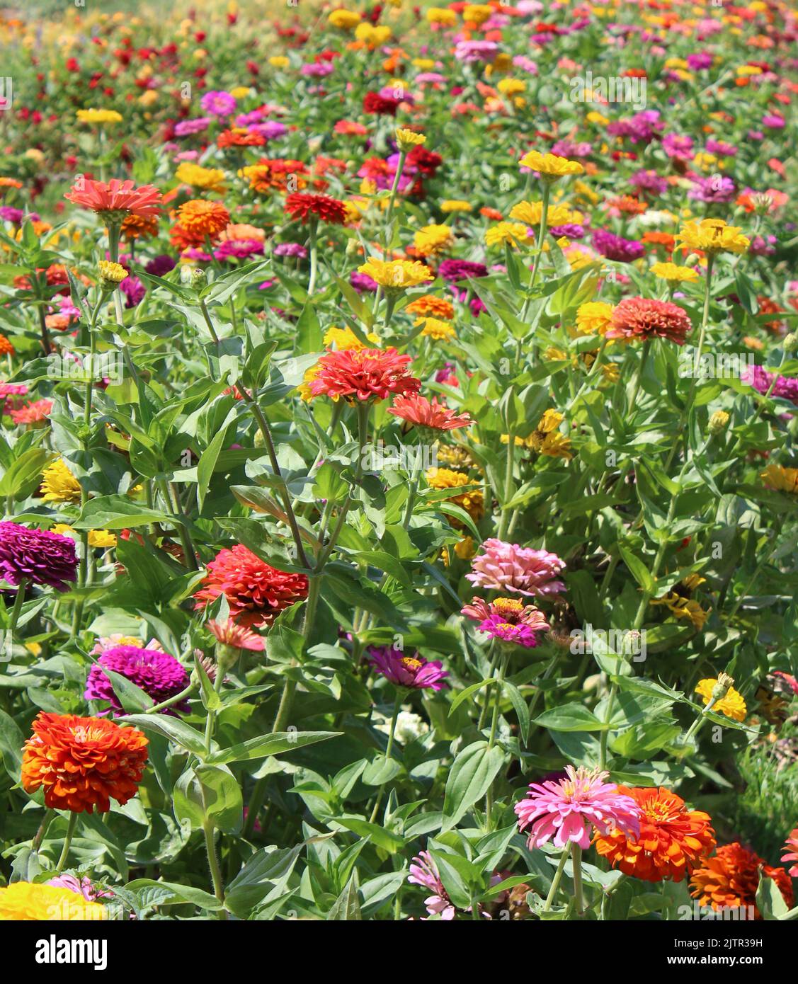 Field zinnias hi-res stock photography and images - Alamy