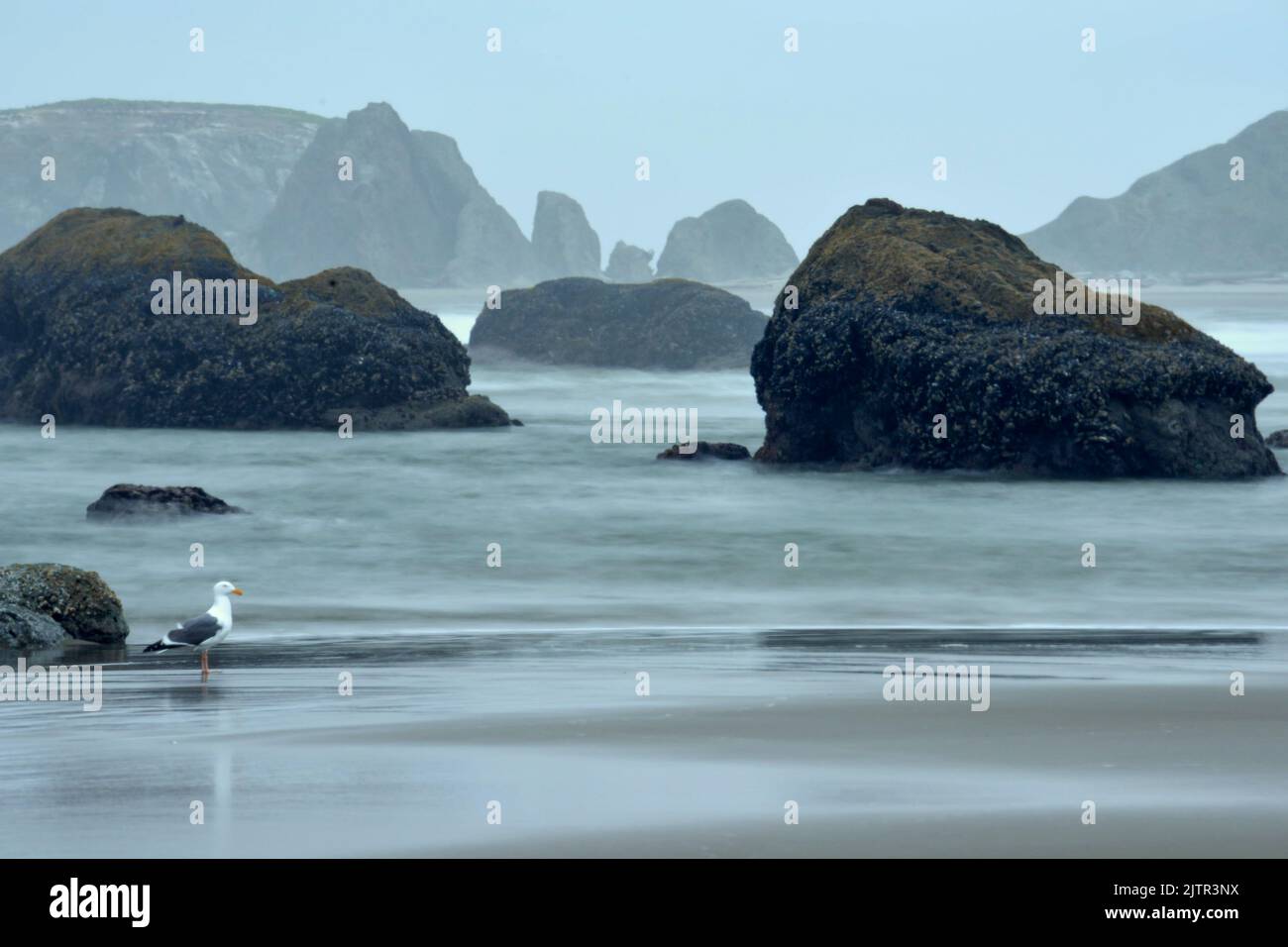 Beaches are all public in Oregon, including Badon Beach which is famous ...