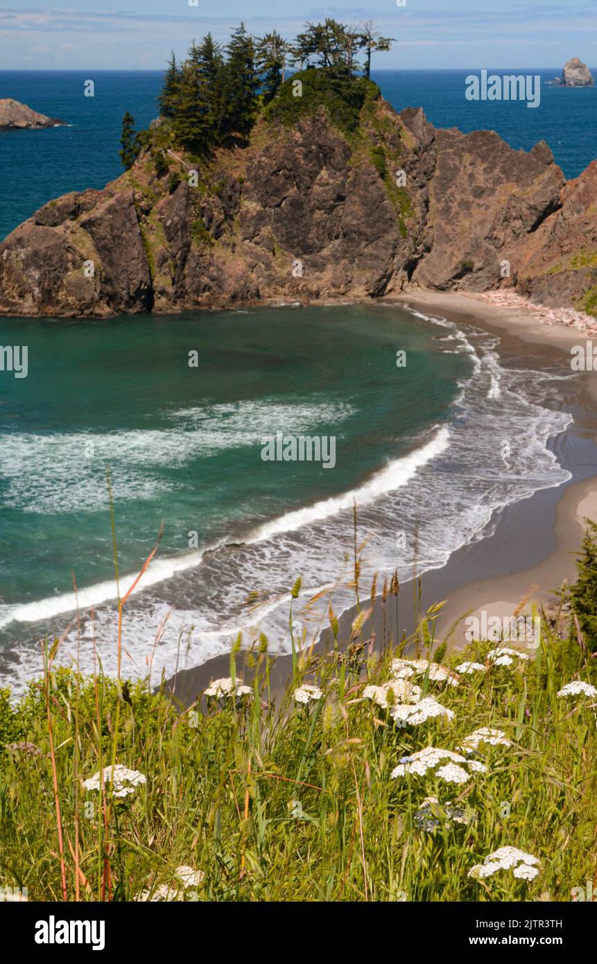 Northwest coast trees hi-res stock photography and images - Alamy