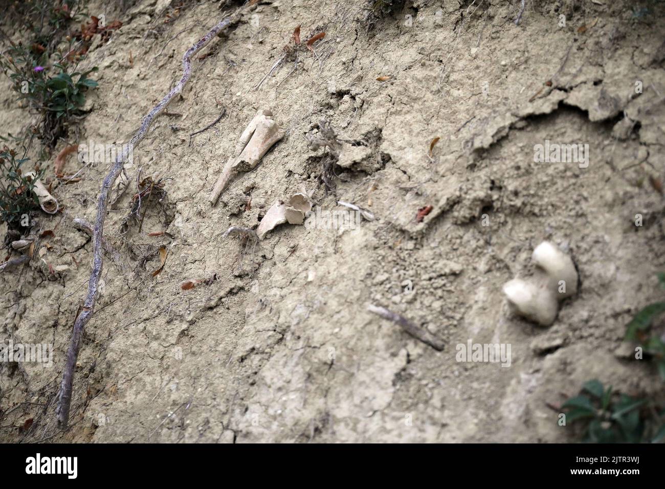Human bones sticking out of the freshly dug earth along the road, right ...
