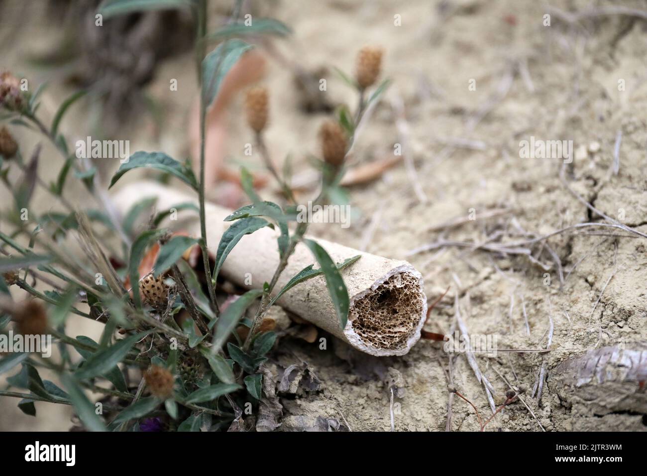 Human bones sticking out of the freshly dug earth along the road, right ...