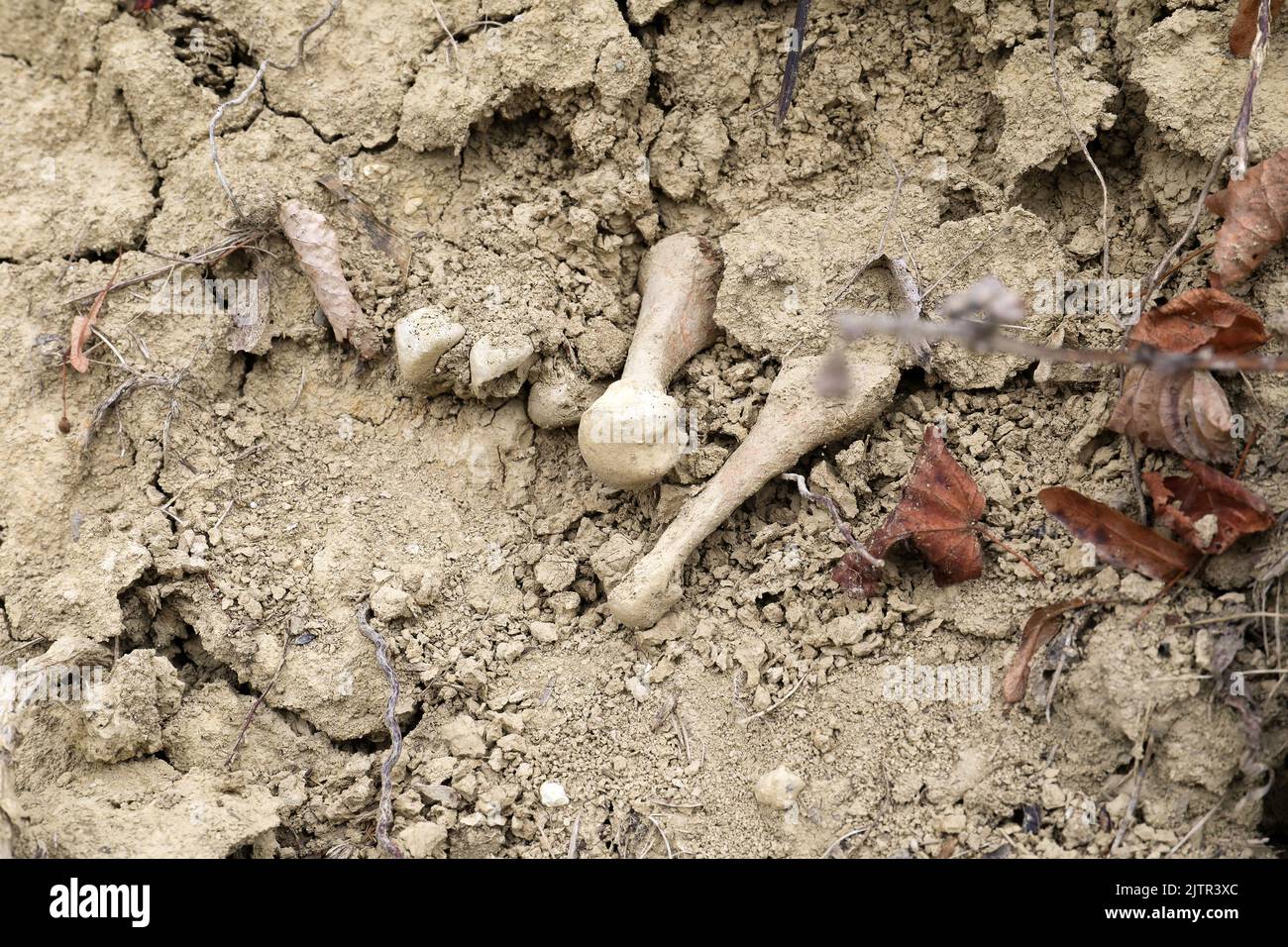 Human bones sticking out of the freshly dug earth along the road, right ...