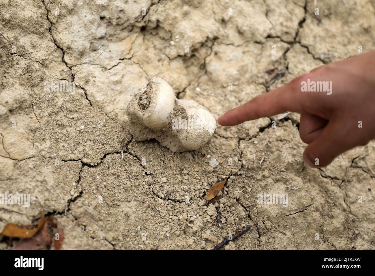 Human bones sticking out of the freshly dug earth along the road, right ...