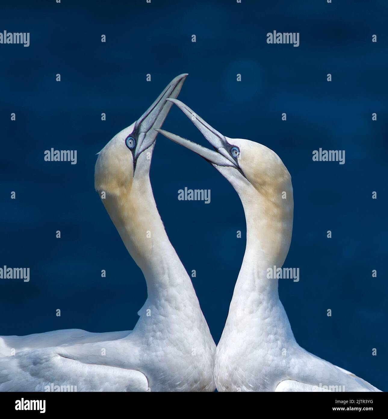 Courtship pose of the northern gannet hi-res stock photography and ...