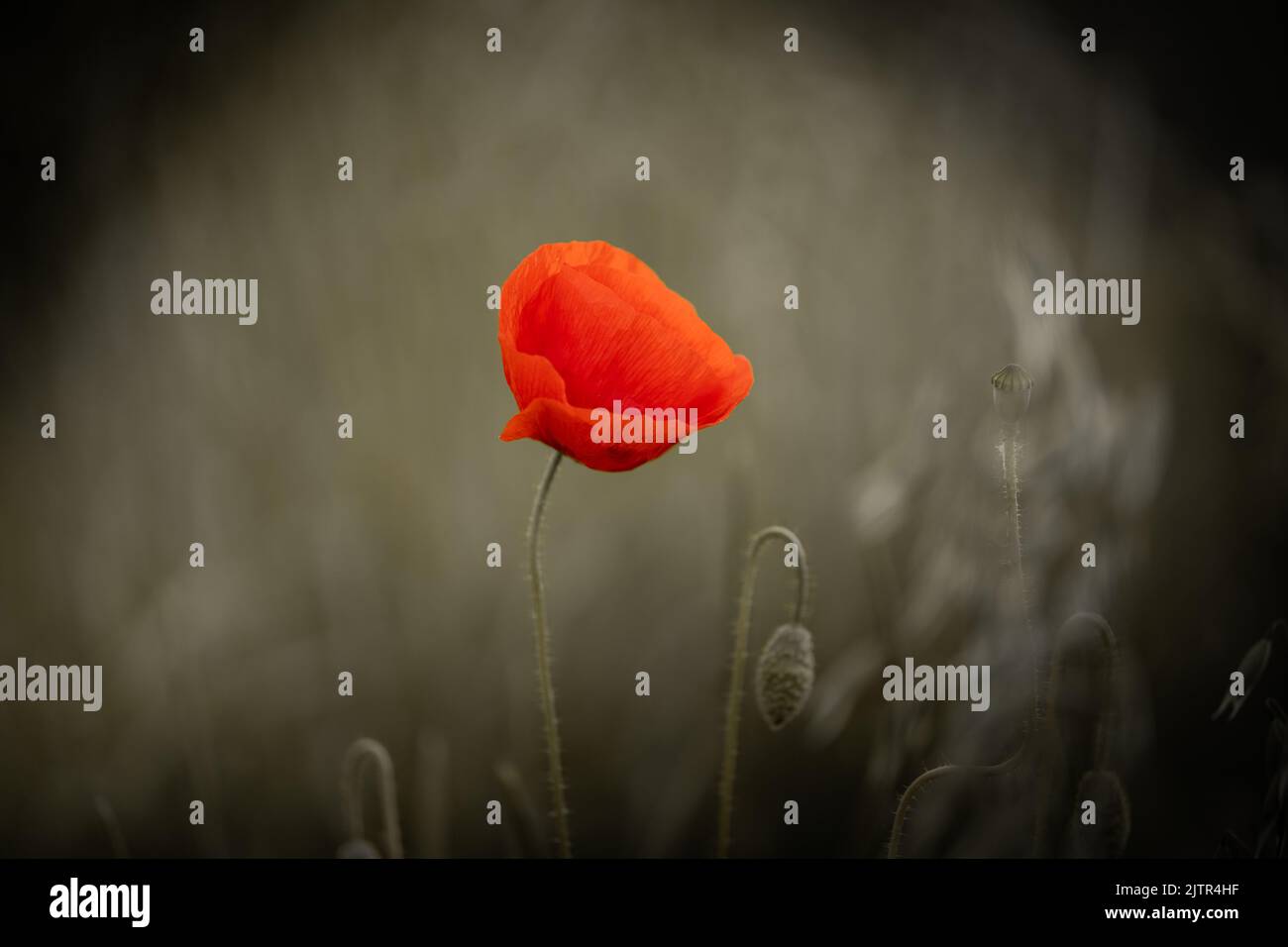 A selective color of a red poppy growing in a meadow Stock Photo - Alamy