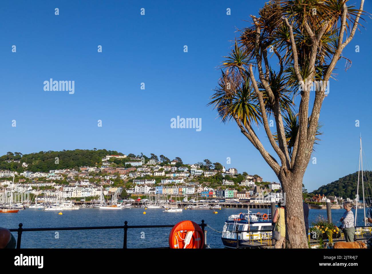 A palm tree along the waterfront in Dartmouth, Devon Stock Photo - Alamy