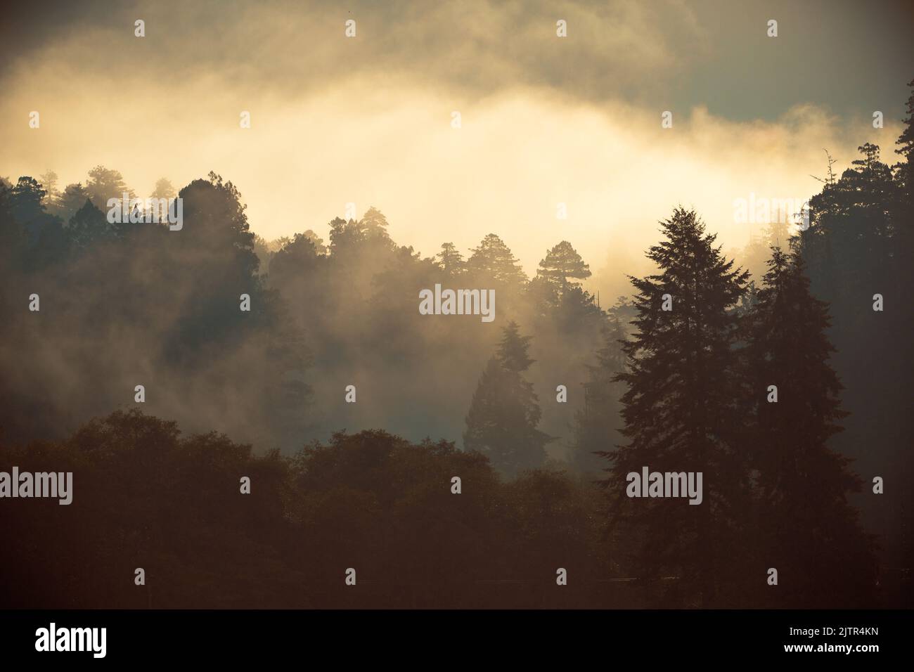 Coastal forests around Bandon, Oregon are usually shrouded in misty fog ...