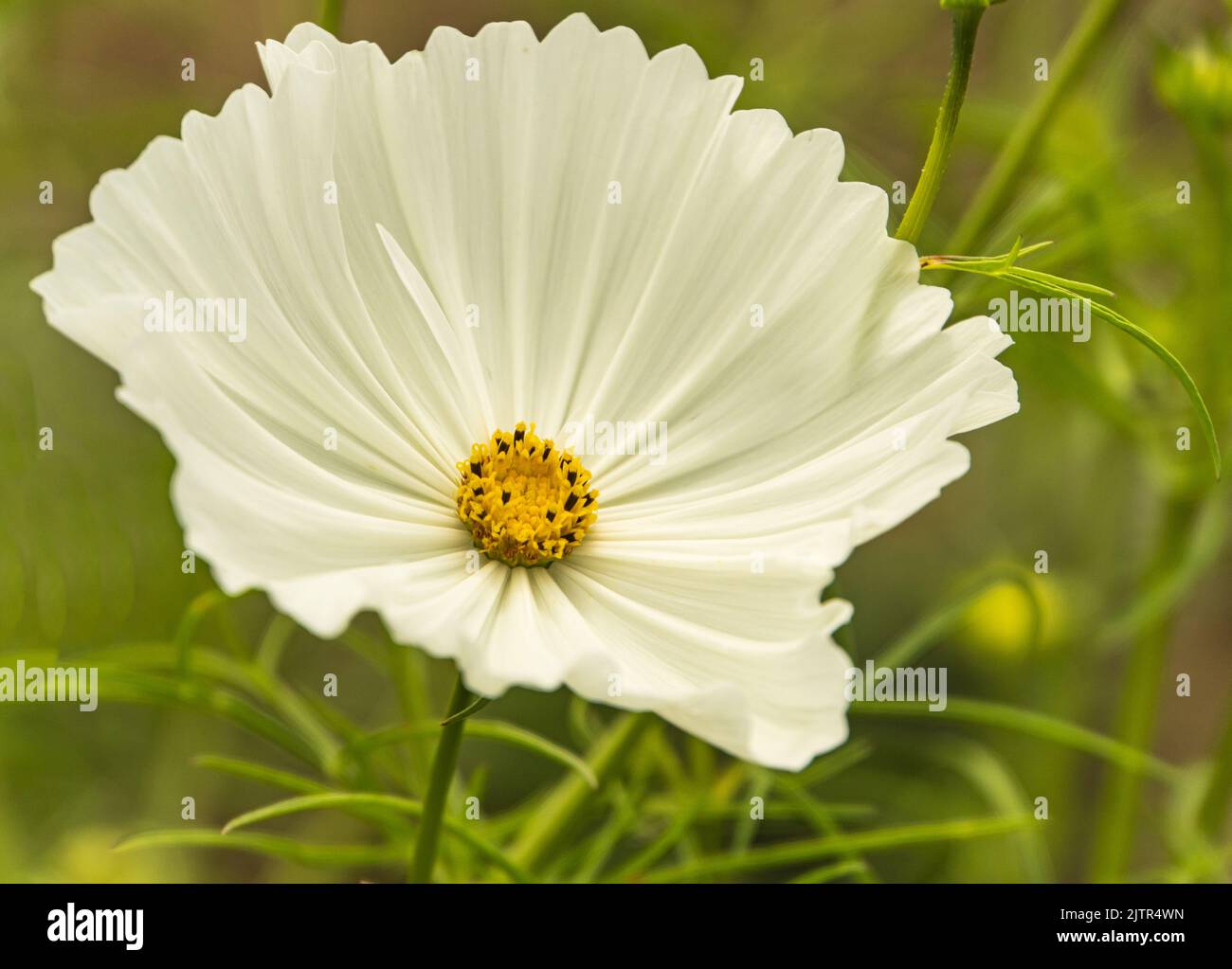 Large white summer flower hi-res stock photography and images - Alamy