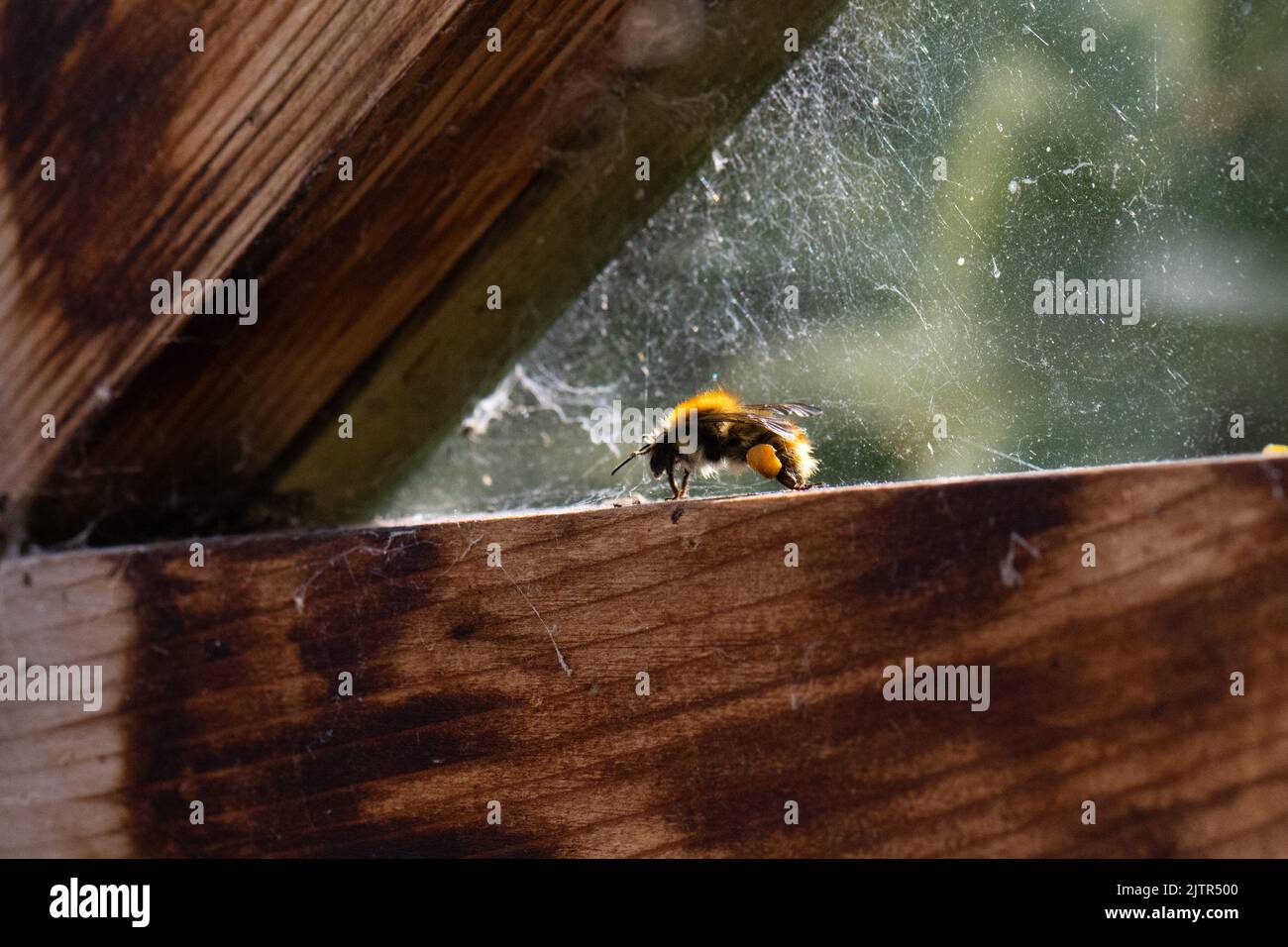 Trapped bumble bees hi-res stock photography and images - Alamy