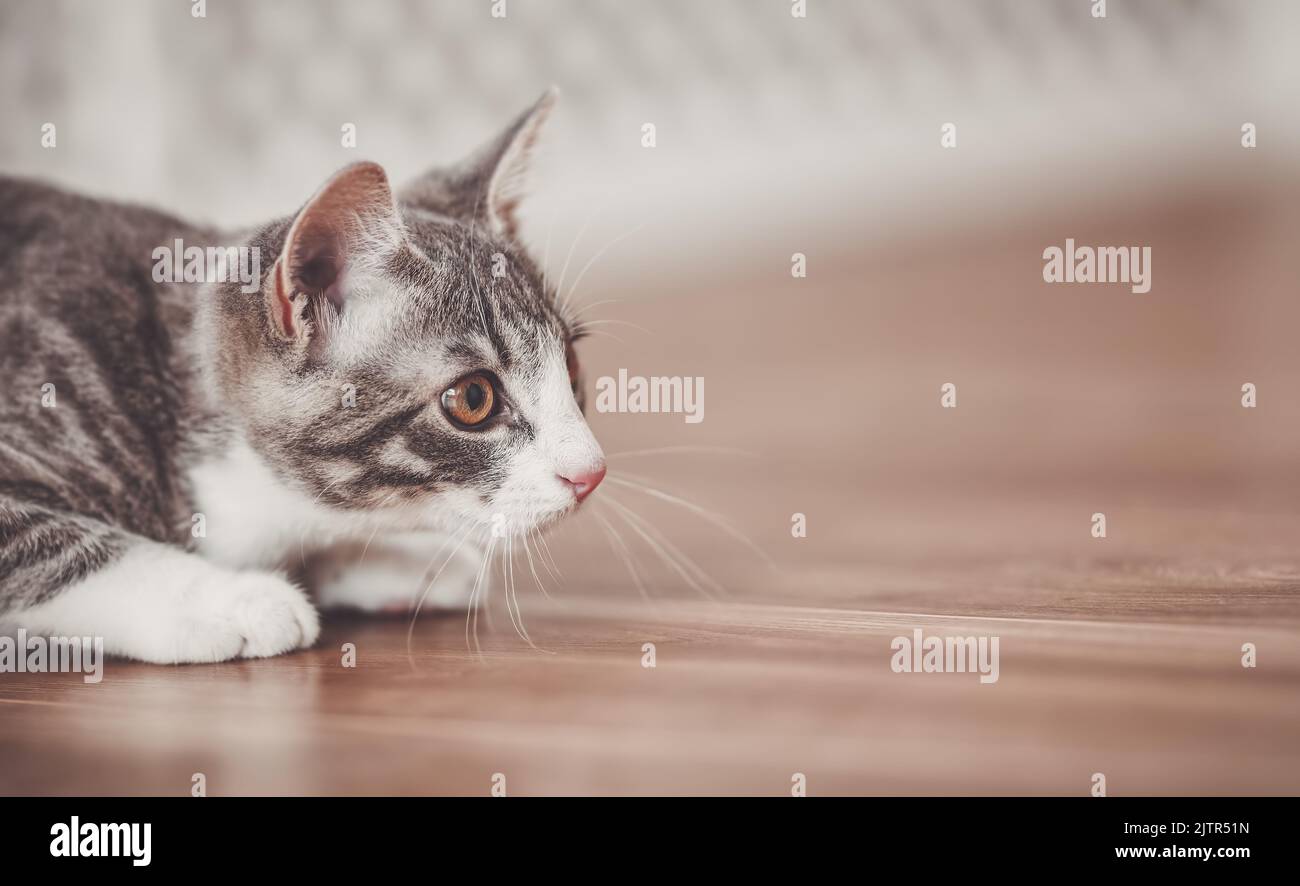 Little kitten ready jump hi-res stock photography and images - Alamy