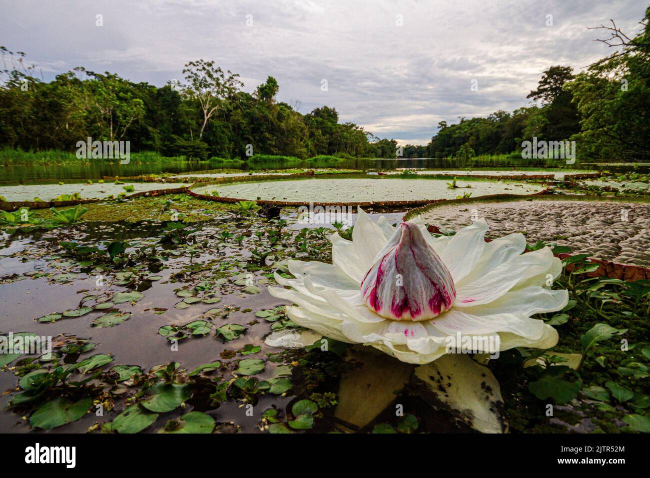 Brazil rainforest landscape flowers hi-res stock photography and images ...