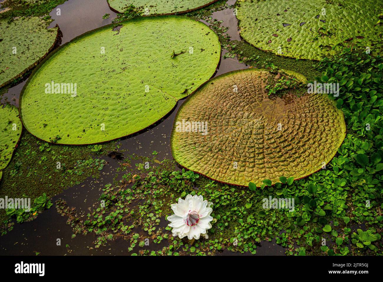 Amazon water lily hi-res stock photography and images - Alamy