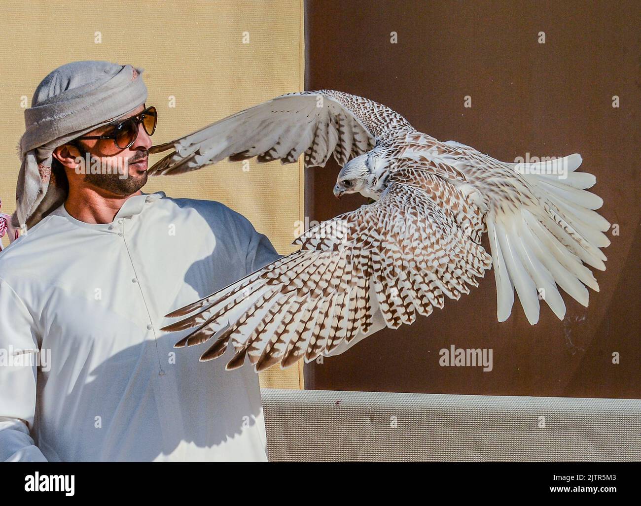 Falcon breeding played key role in Arab world Stock Photo - Alamy