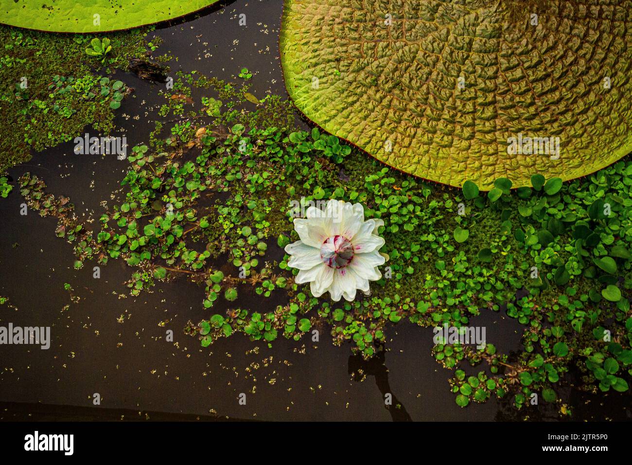 Brazil rainforest landscape flowers hi-res stock photography and images ...