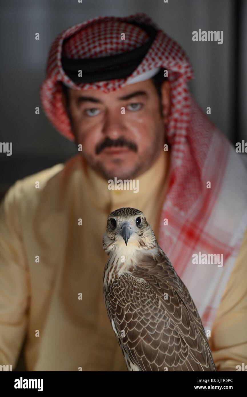 Falcon breeding played key role in Arab world Stock Photo - Alamy