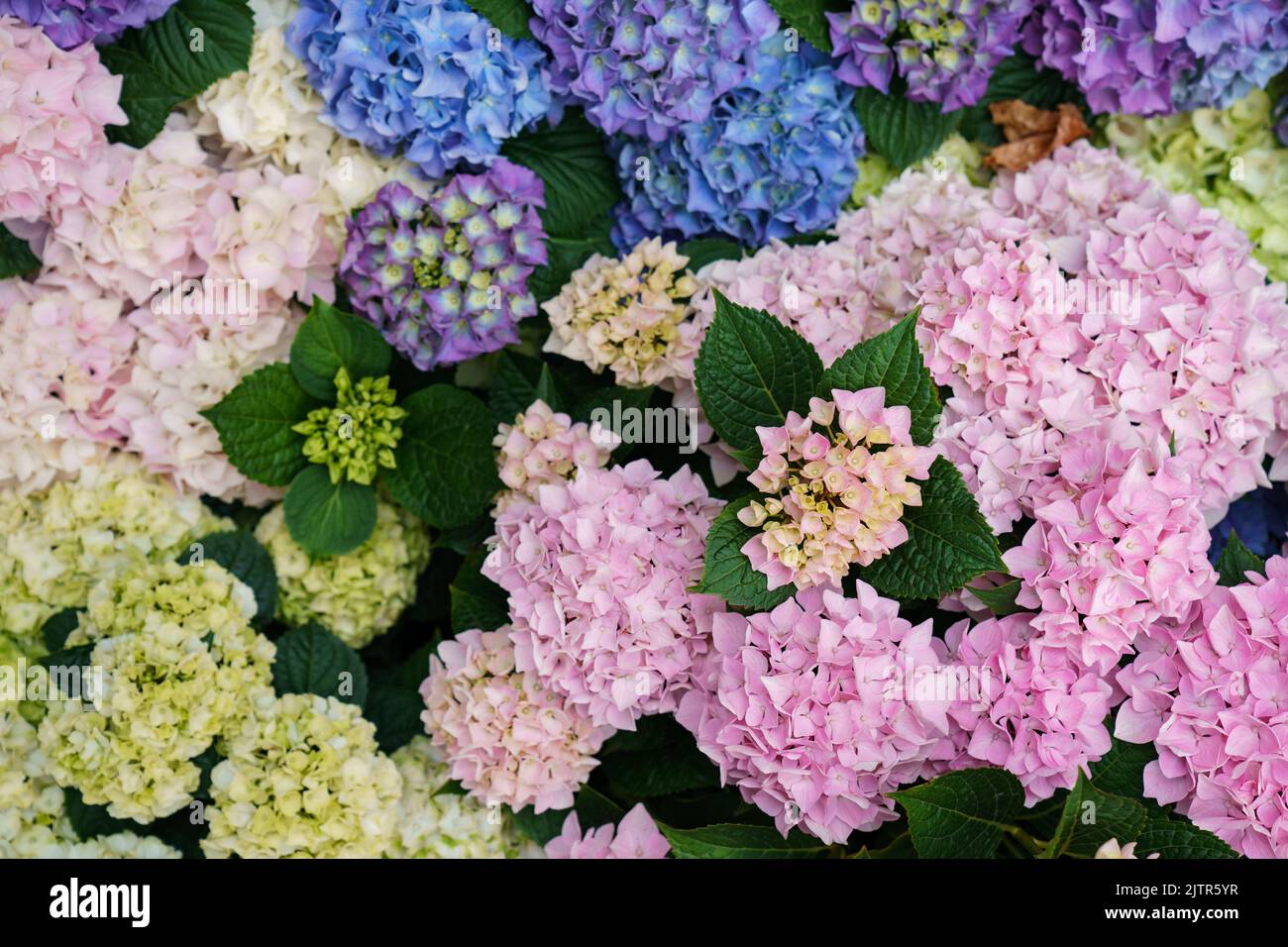 Hydrangea macrophylla coral hi-res stock photography and images - Alamy