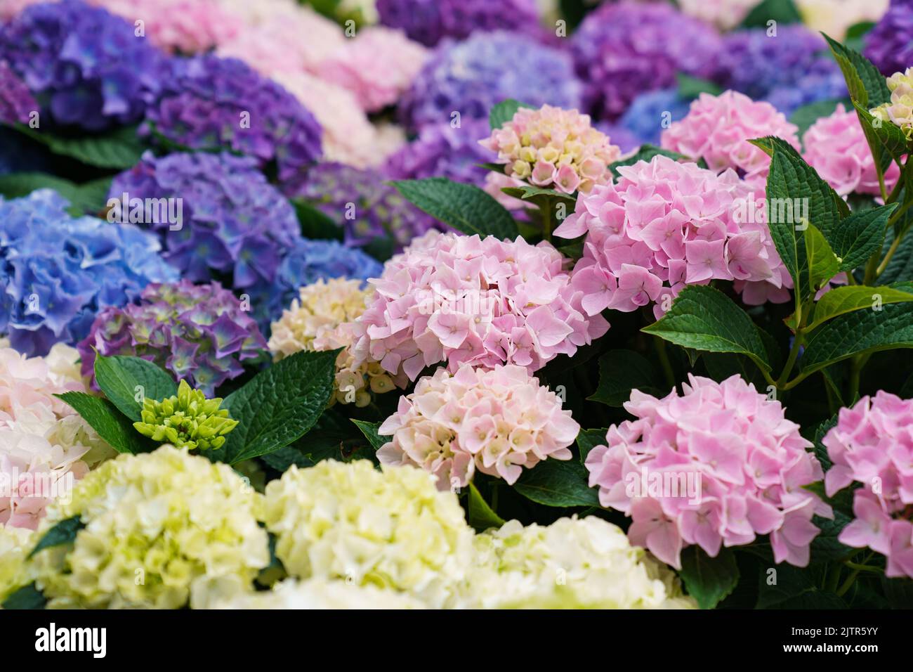 Hydrangea macrophylla coral hi-res stock photography and images - Alamy