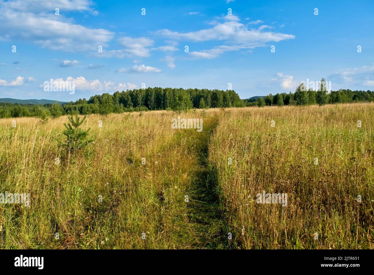 Bright Summer landscape green meadow and forest in the background ...