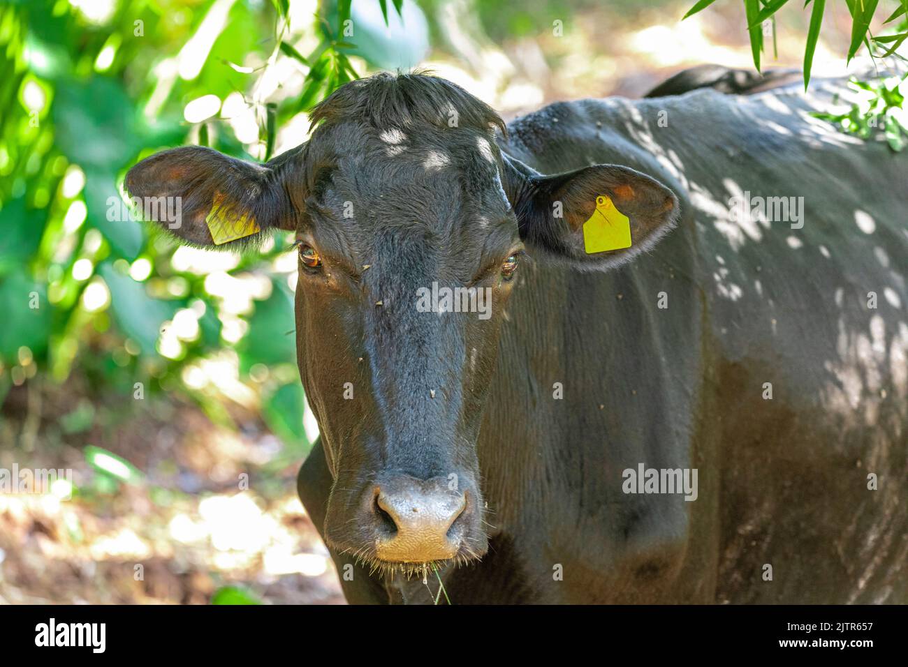 Black ox grazing on hi-res stock photography and images - Alamy