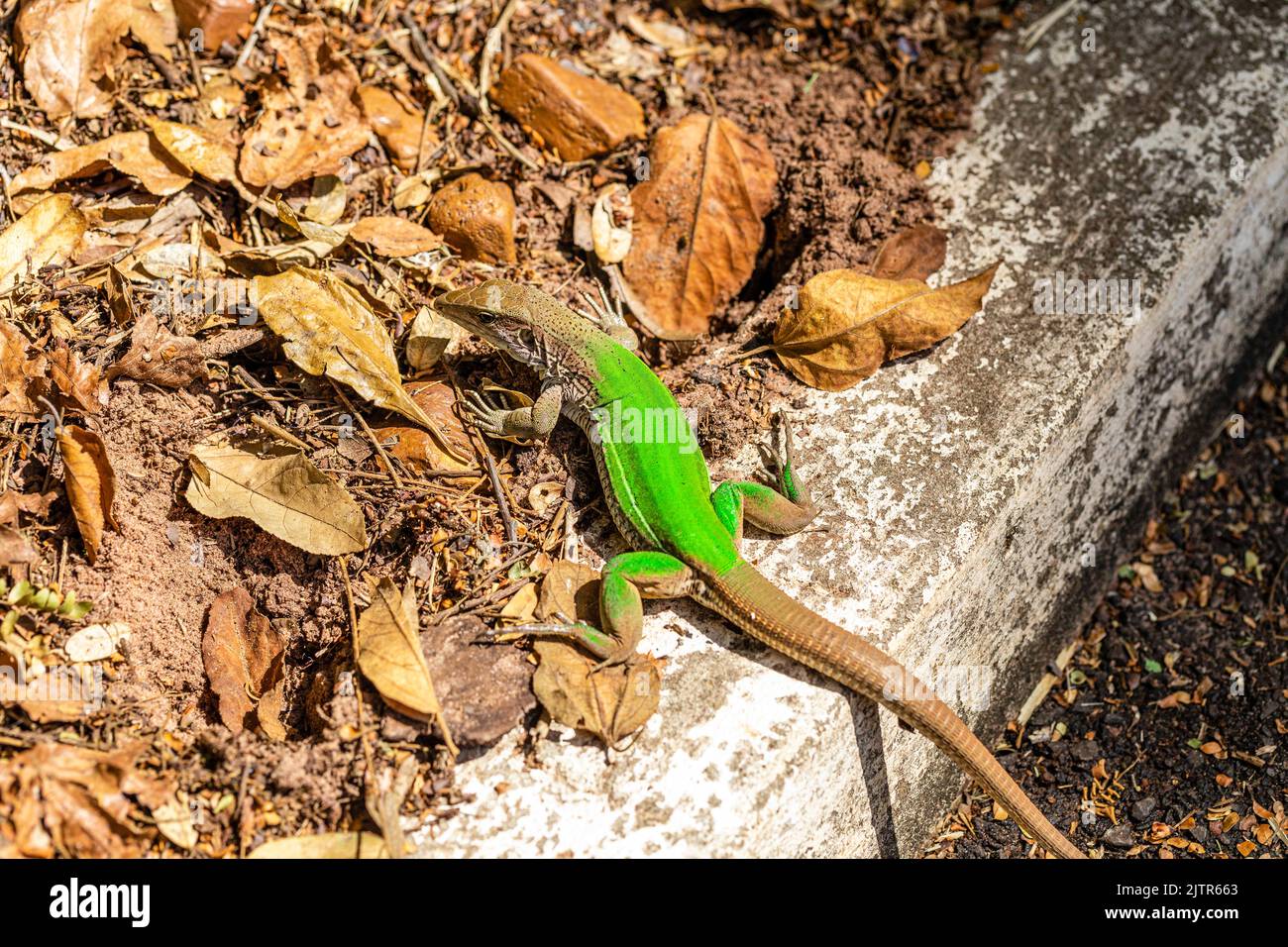 Green lizard (Ameiva ameiva) sunbathing Stock Photo - Alamy
