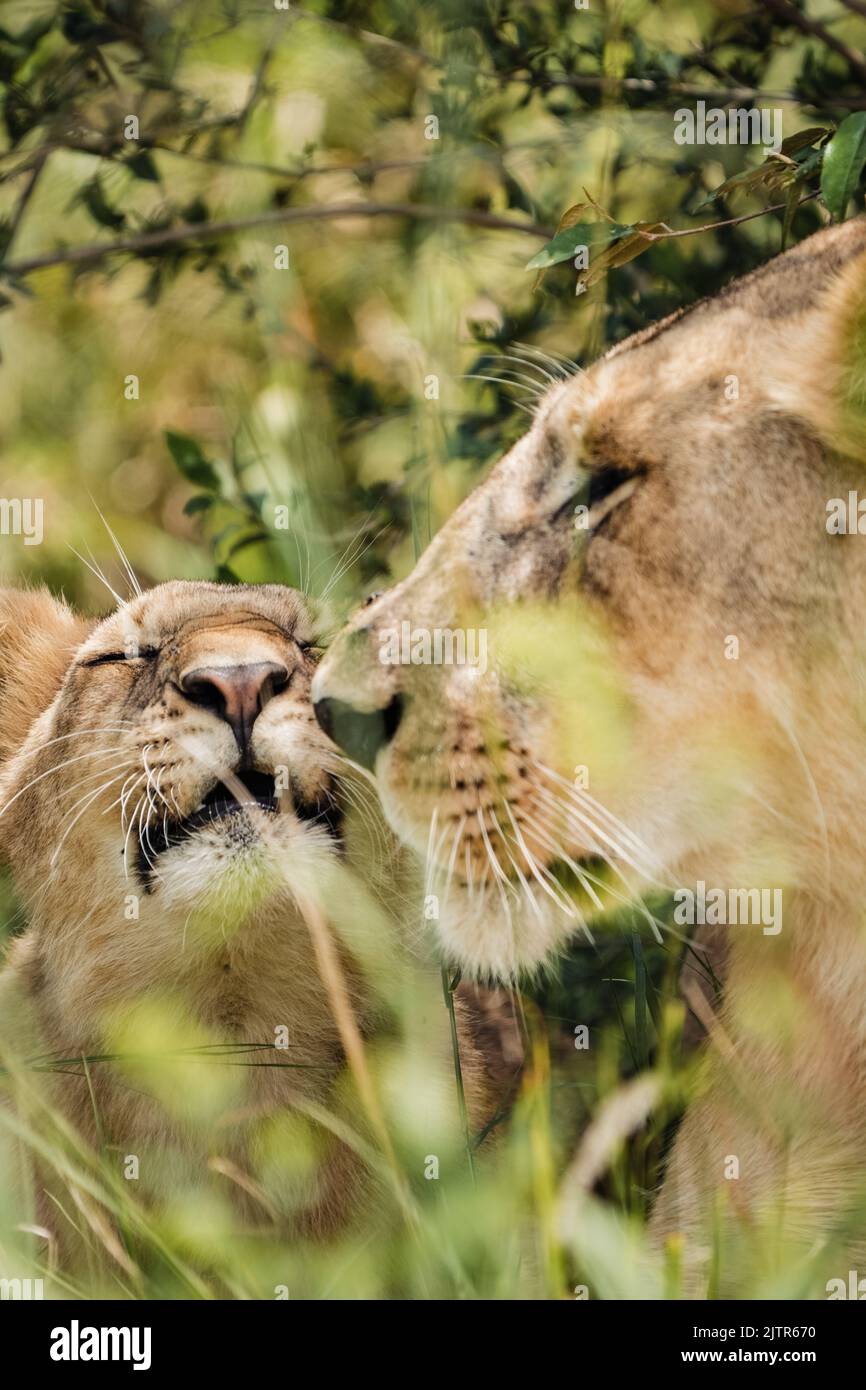A vertical closeup of two female lions resting in the savanna. African ...